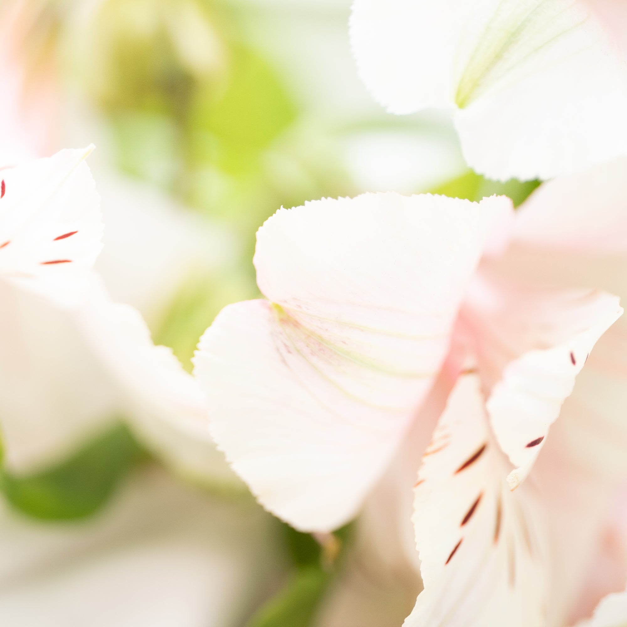 Phool Official Onlinestore